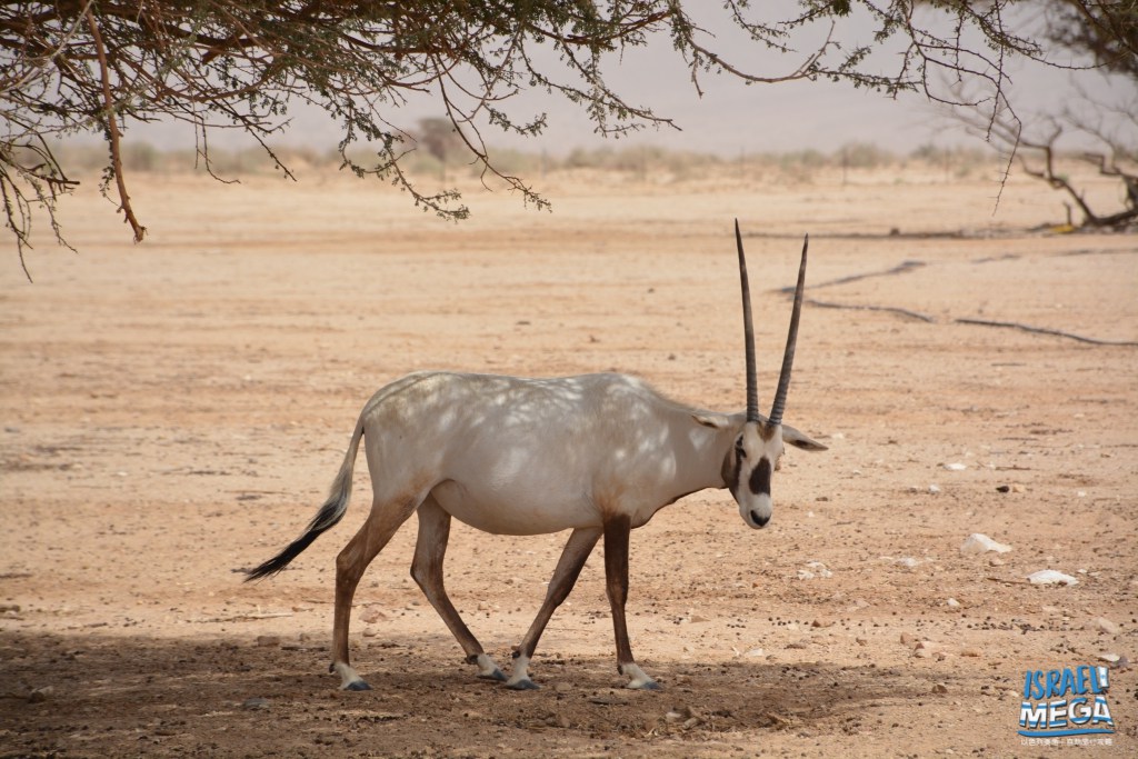 4.5 Hai Bar 動物園03 THY_6104 White Oryx_Israel Mega – 🇮🇱以色列美角