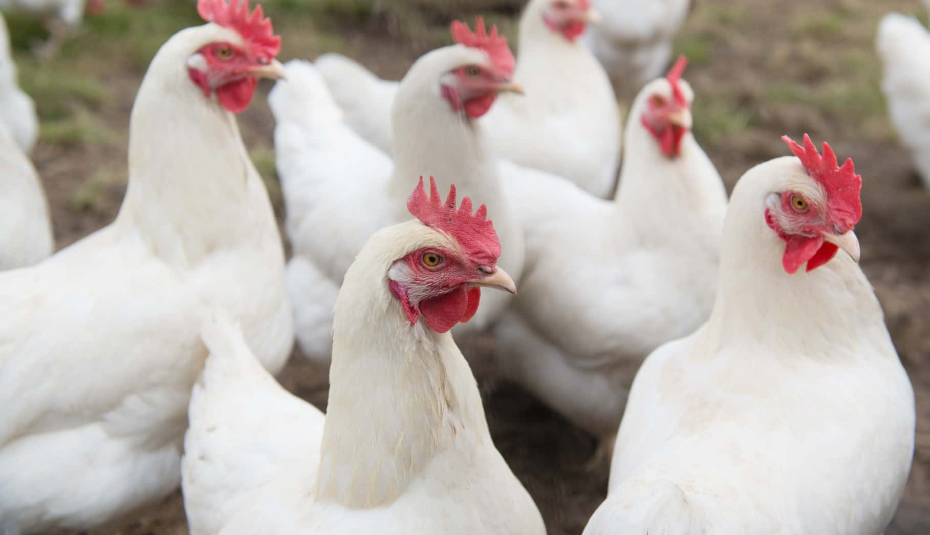 Several white chicken walking in the grass – 🇮🇱以色列美角